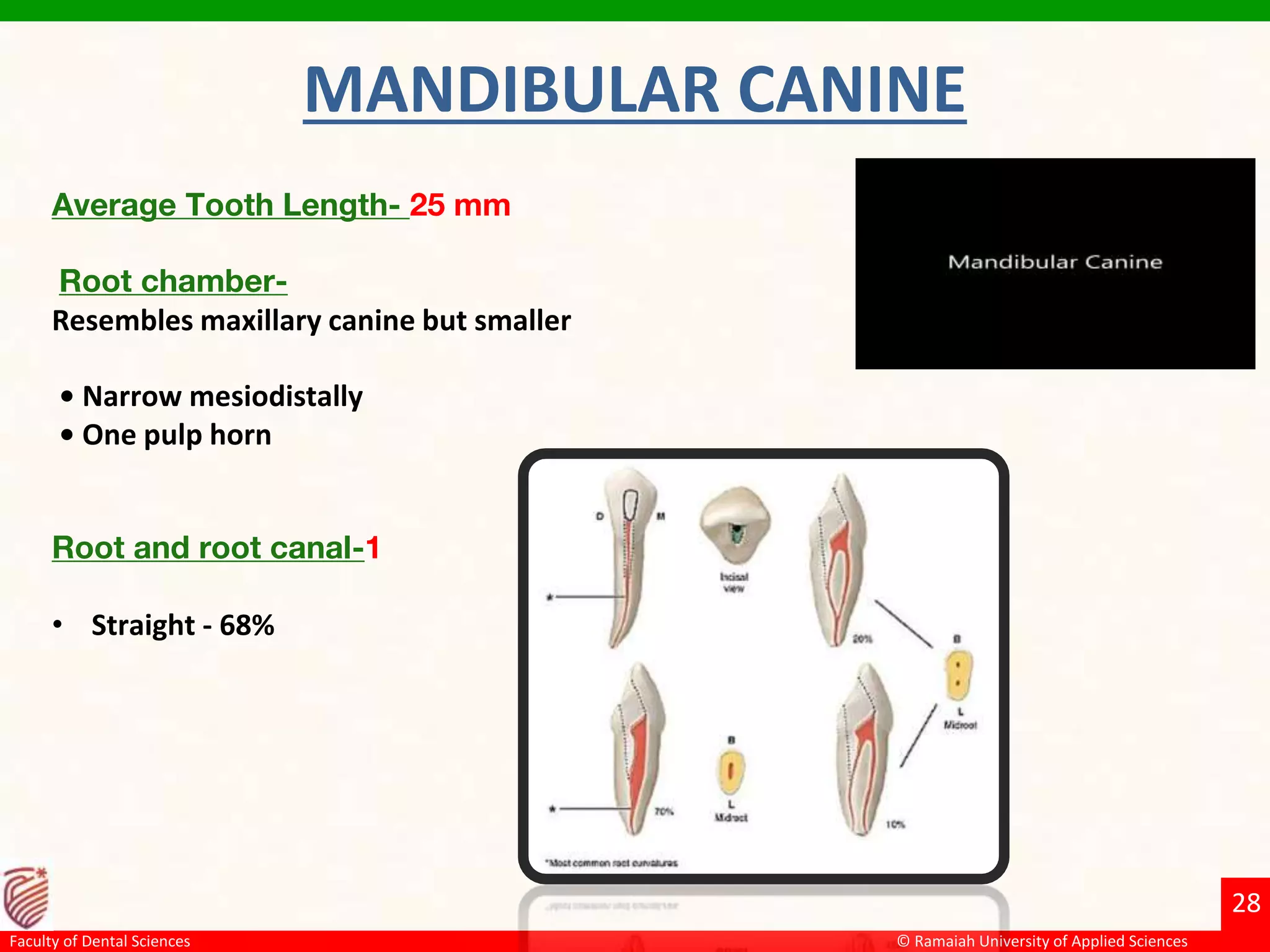 Internal morphology of permanent teeth | PPTX