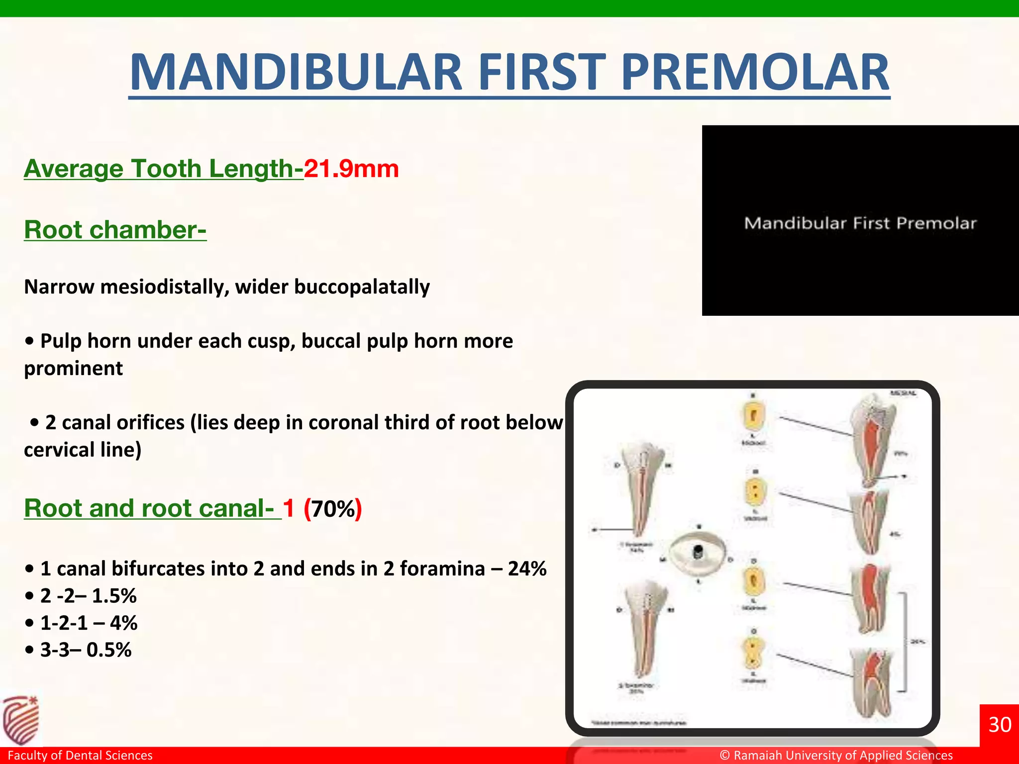 Internal morphology of permanent teeth | PPTX