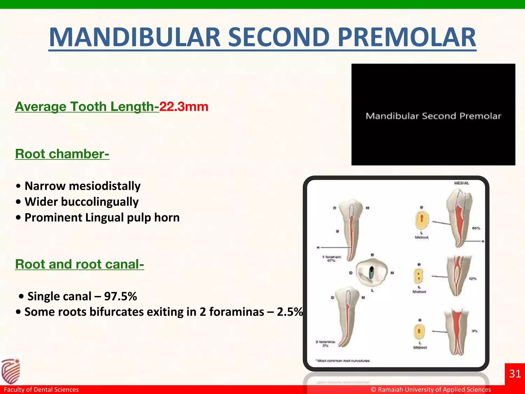 Internal morphology of permanent teeth | PPTX