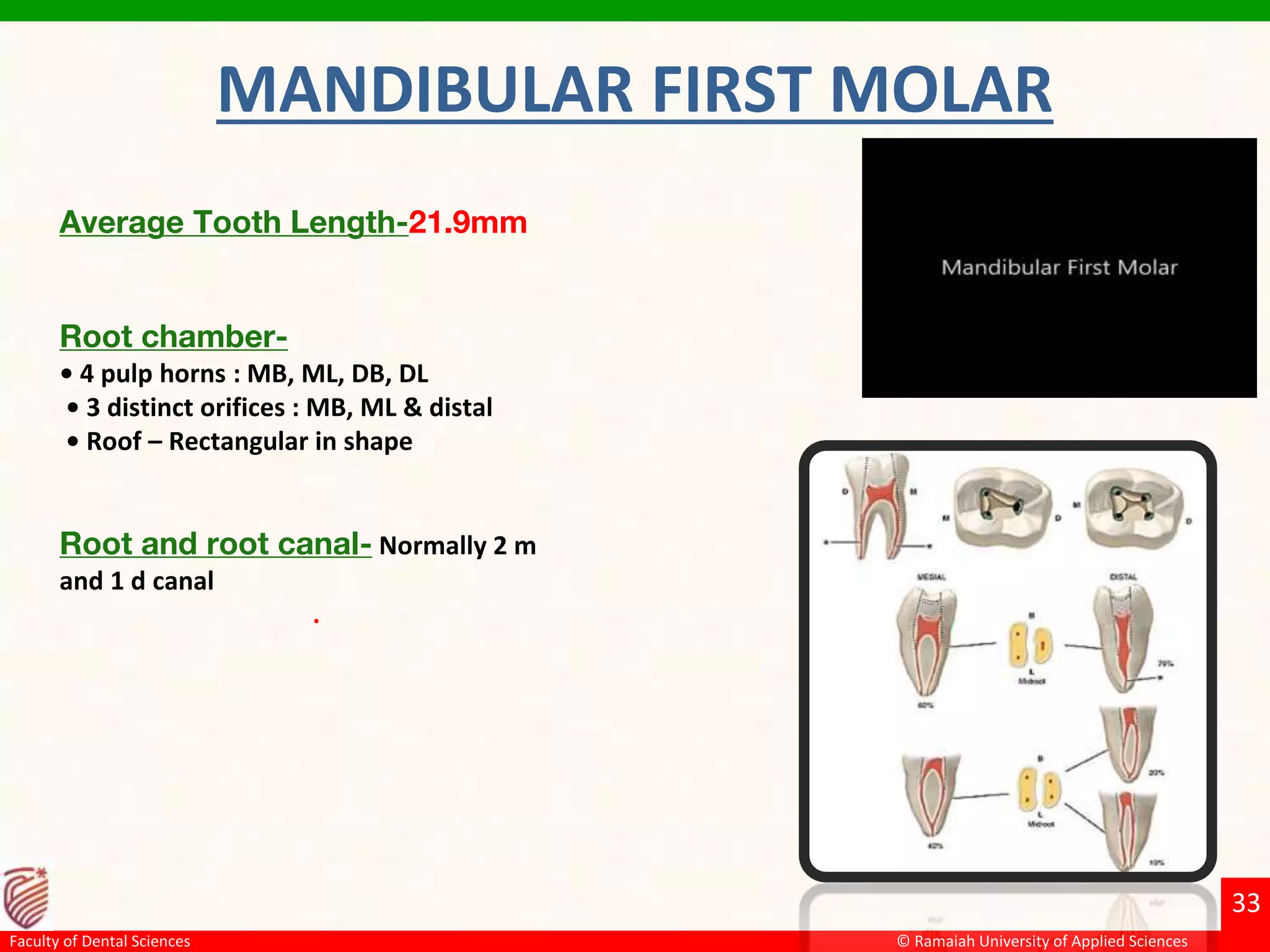 Internal morphology of permanent teeth | PPTX