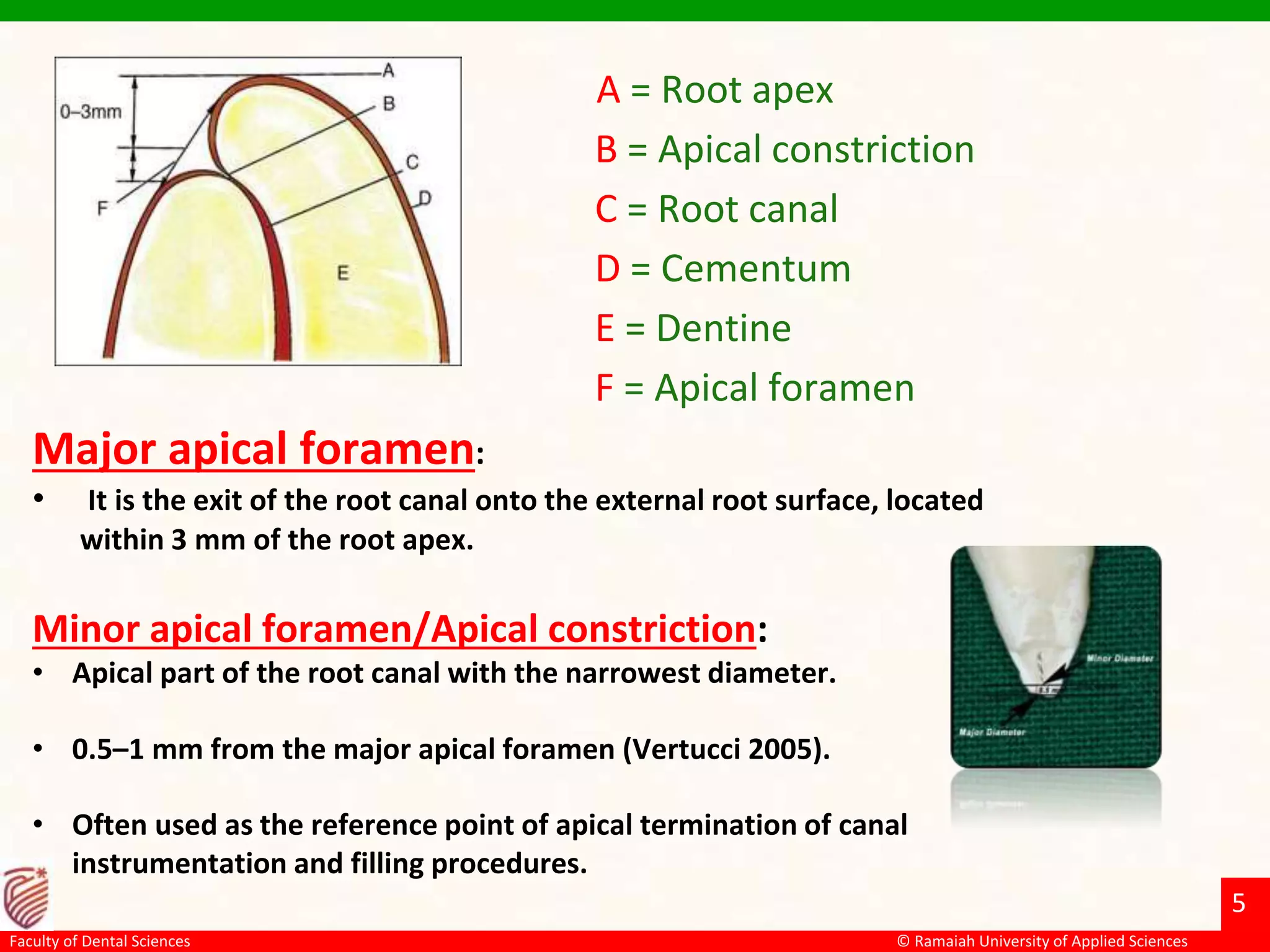 Internal morphology of permanent teeth | PPTX