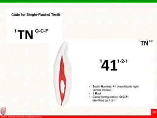 Internal morphology of permanent teeth | PPTX
