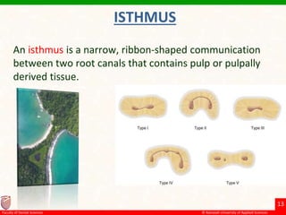 Internal morphology of permanent teeth | PPTX