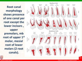 Internal morphology of permanent teeth | PPTX