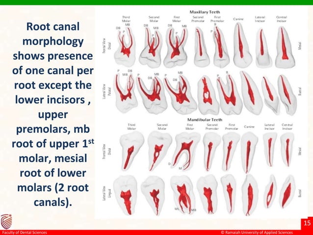Internal morphology of permanent teeth | PPTX