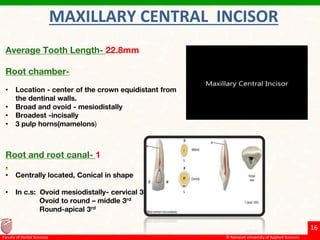 Internal morphology of permanent teeth | PPTX