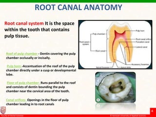 Internal morphology of permanent teeth | PPTX