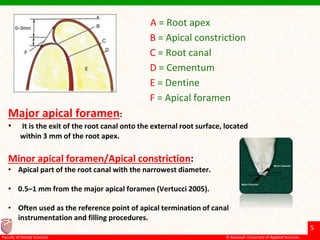 Internal morphology of permanent teeth | PPTX