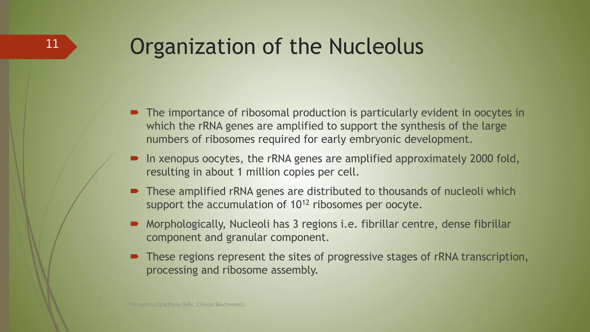 Internal organization of nucleus and nucleolus | PPTX