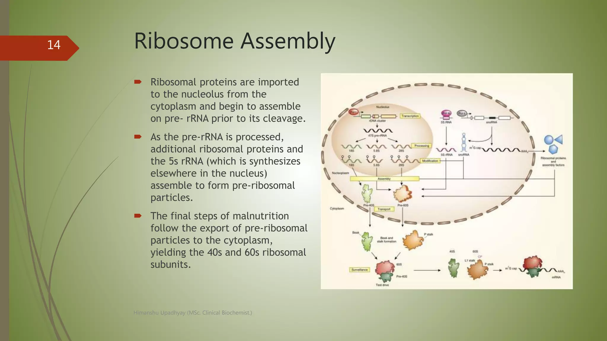 Internal organization of nucleus and nucleolus | PPTX