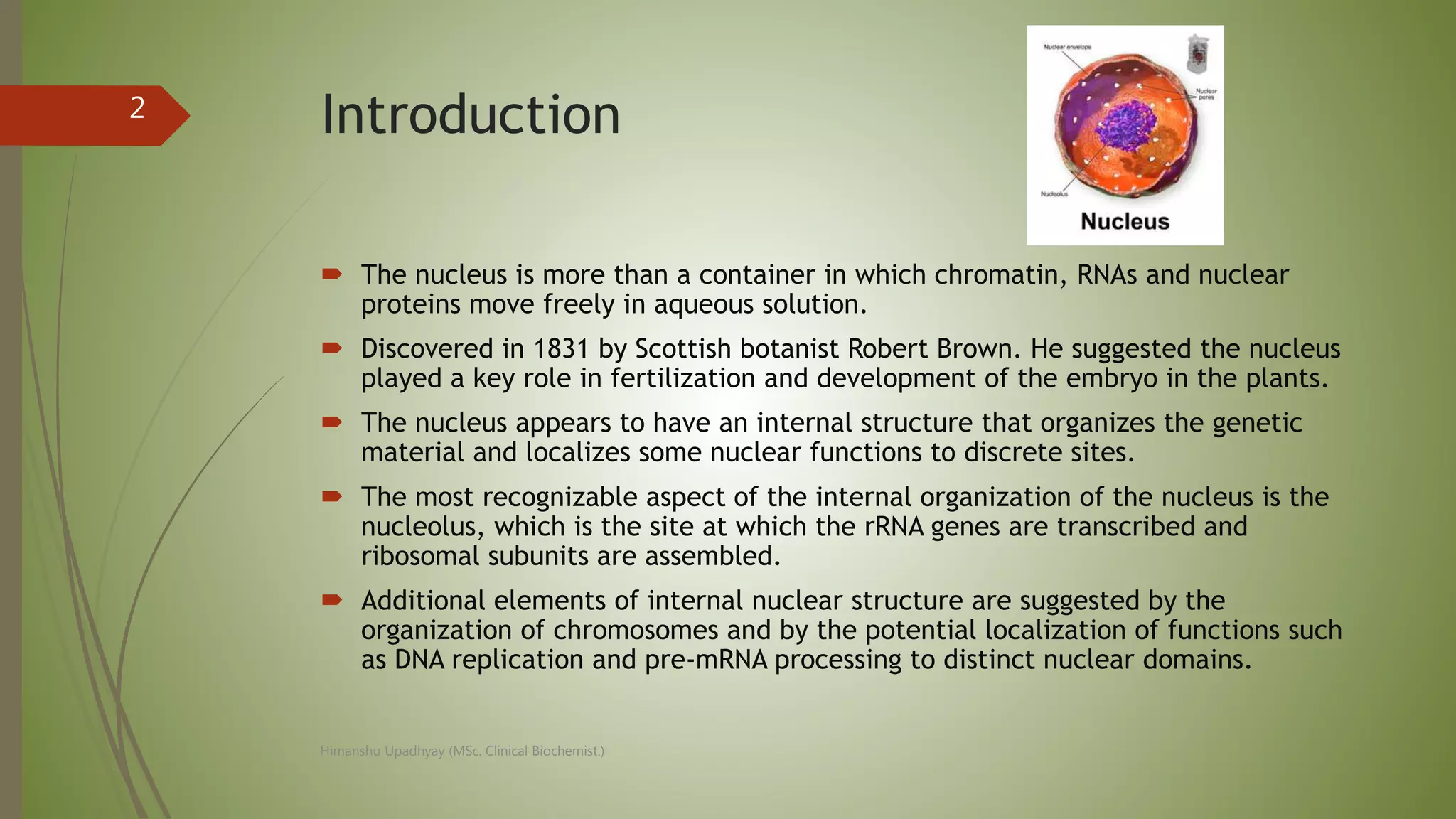 Internal Organization Of Nucleus And Nucleolus Pptx Biological Sciences Science