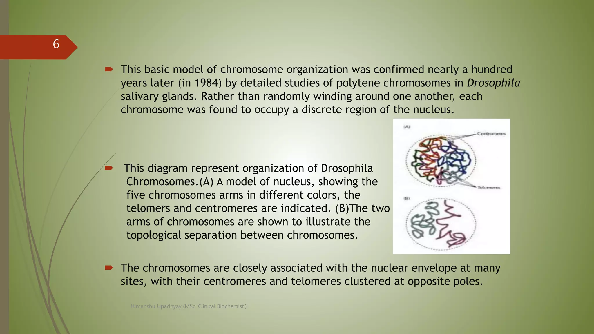 Internal organization of nucleus and nucleolus | PPTX