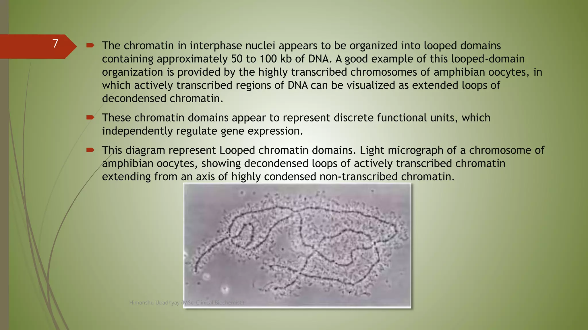 Internal organization of nucleus and nucleolus | PPTX