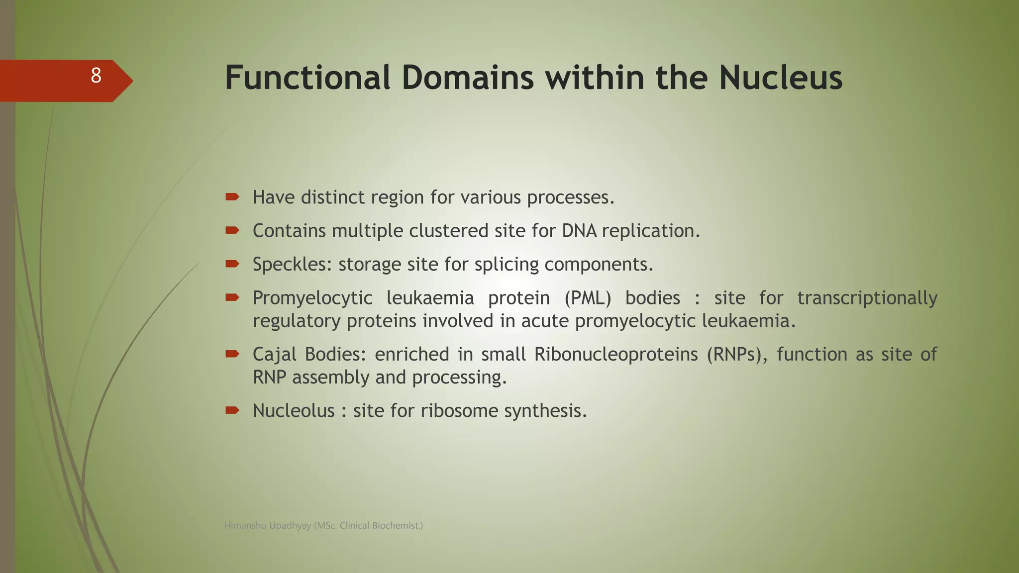 Internal organization of nucleus and nucleolus | PPTX