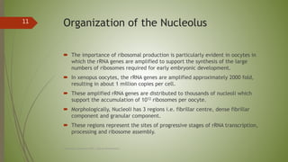 Internal organization of nucleus and nucleolus | PPTX