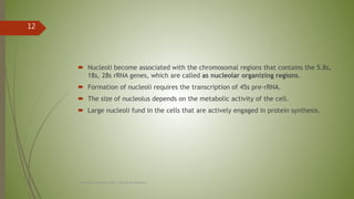 Internal organization of nucleus and nucleolus | PPTX