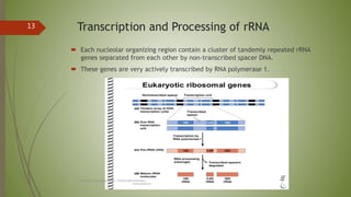 Internal organization of nucleus and nucleolus | PPTX