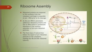 Internal organization of nucleus and nucleolus | PPTX
