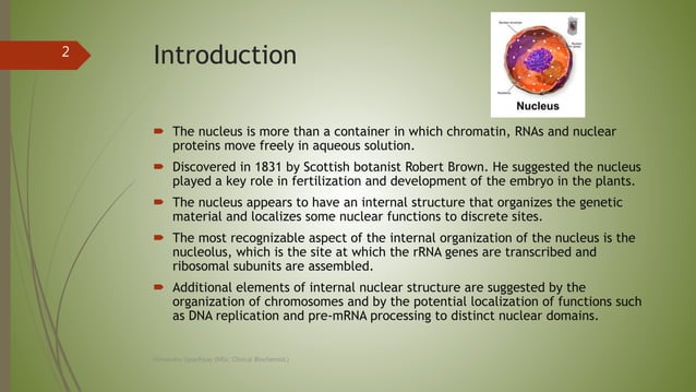 Internal organization of nucleus and nucleolus | PPTX | Biological ...