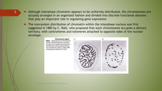 Internal organization of nucleus and nucleolus | PPTX