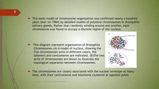 Internal organization of nucleus and nucleolus | PPTX