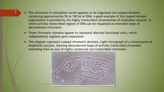 Internal organization of nucleus and nucleolus | PPTX