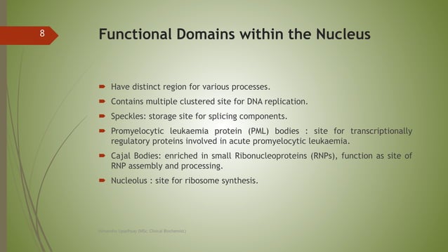 Internal organization of nucleus and nucleolus | PPTX | Biological Sciences | Science
