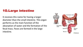Internal organs and functions - medical information | PPTX
