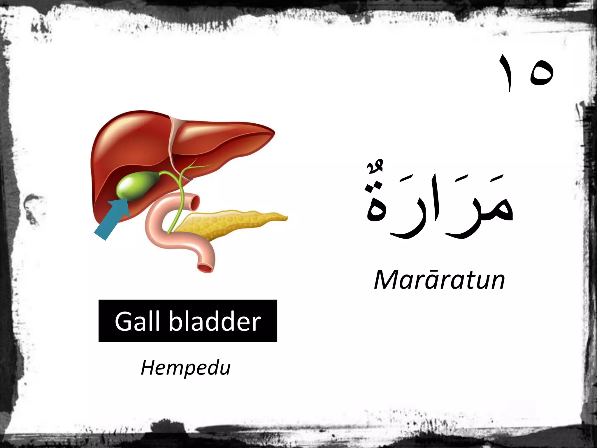 BAHASA ARAB - Organ Dalaman (Internal Organs) | PPT