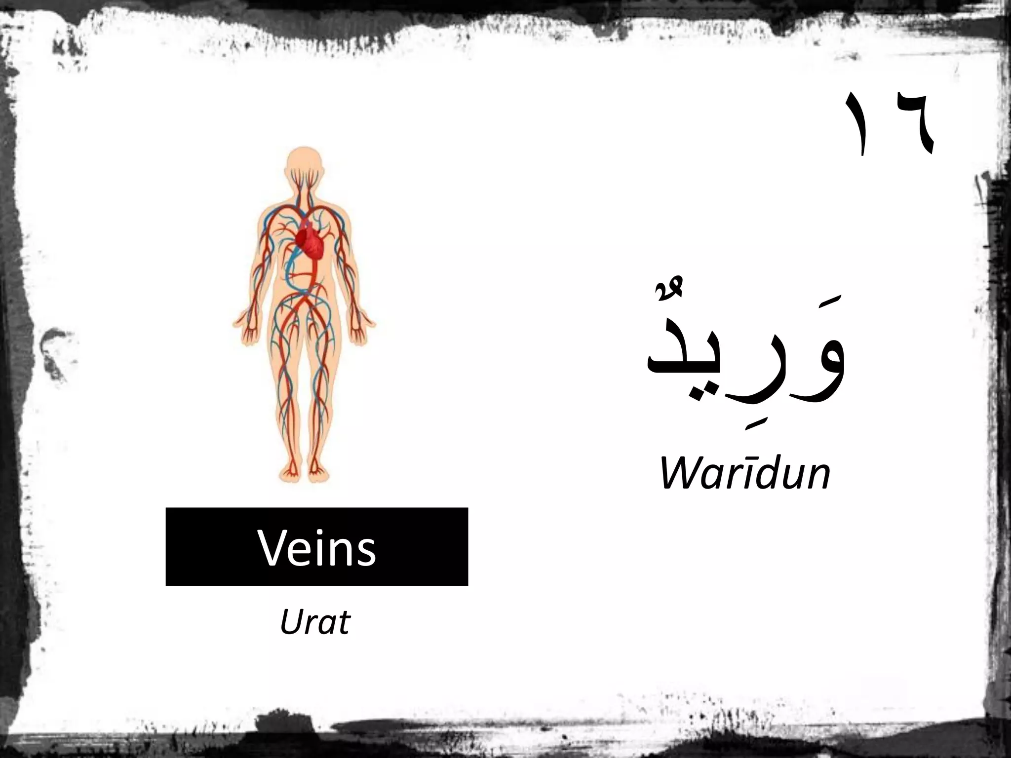 BAHASA ARAB - Organ Dalaman (Internal Organs) | PPT