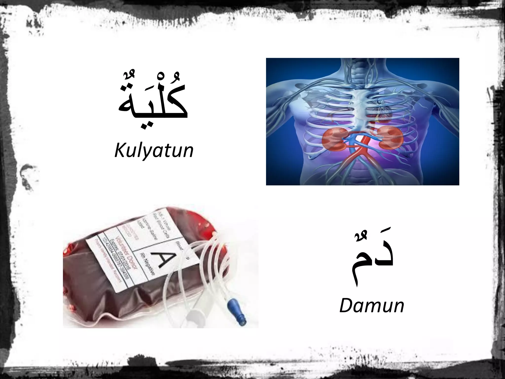 BAHASA ARAB - Organ Dalaman (Internal Organs) | PPT