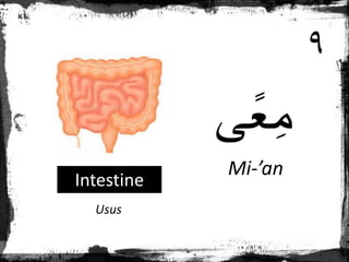 BAHASA ARAB - Organ Dalaman (Internal Organs) | PDF