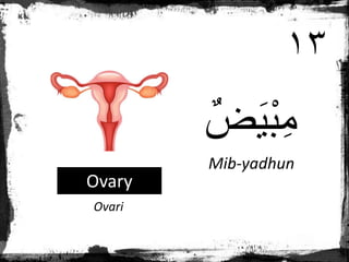 BAHASA ARAB - Organ Dalaman (Internal Organs) | PDF