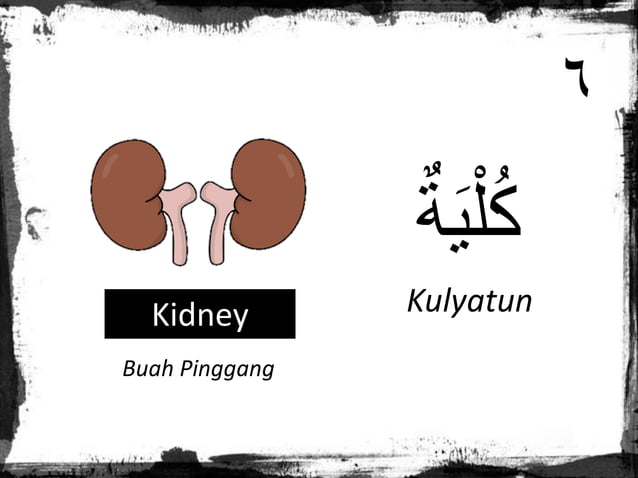 BAHASA ARAB - Organ Dalaman (Internal Organs) | PPT