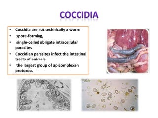 Internal parasites for micribiology | PPTX