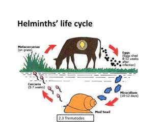 Internal parasites for micribiology | PPTX
