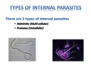 Internal parasites for micribiology | PPTX