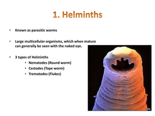 Internal parasites for micribiology | PPTX