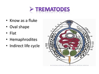 Internal parasites for micribiology | PPTX