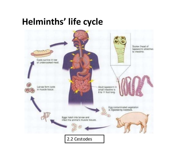 Internal parasites for micribiology
