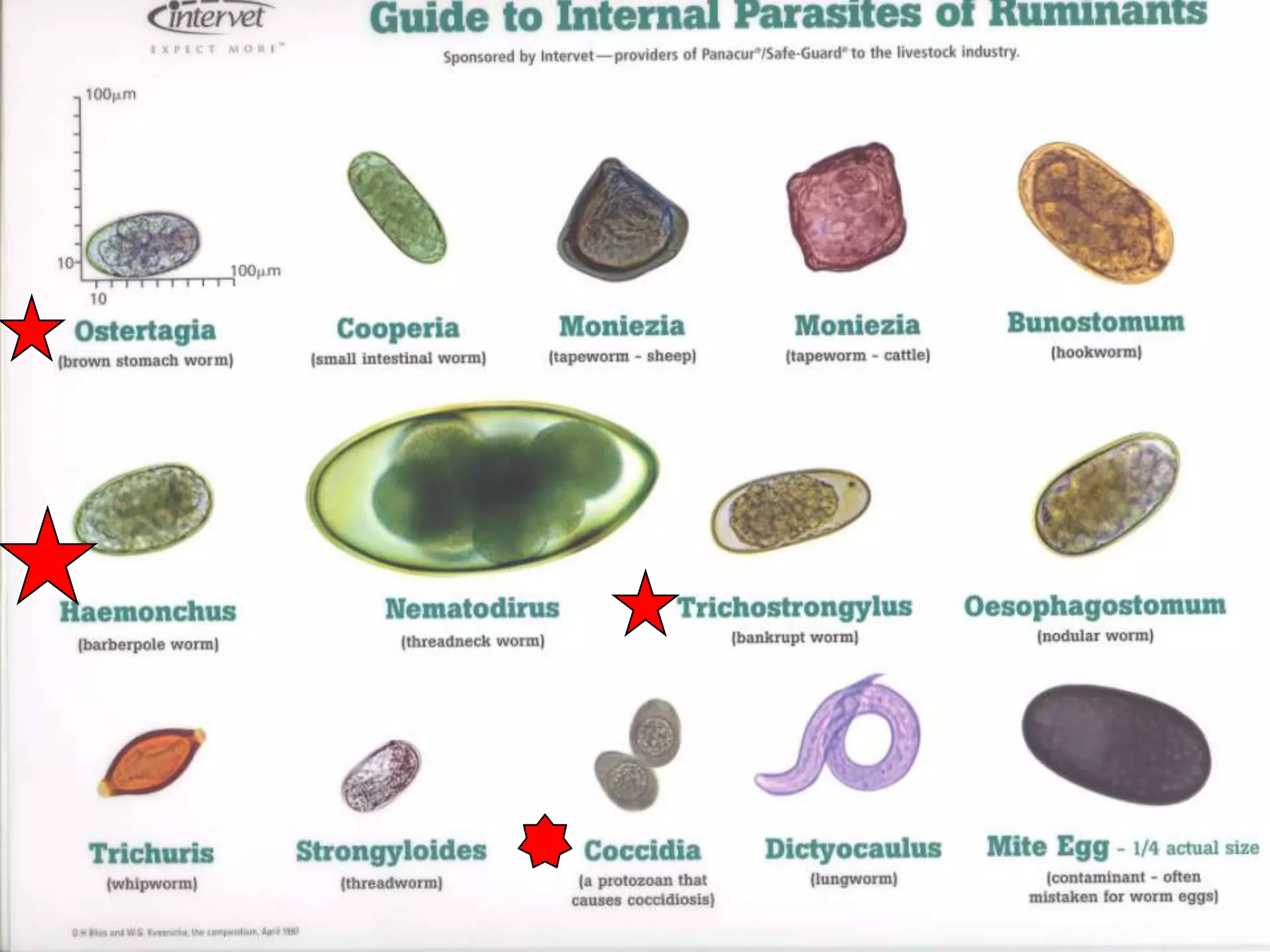 Internal parasite update | PPTX