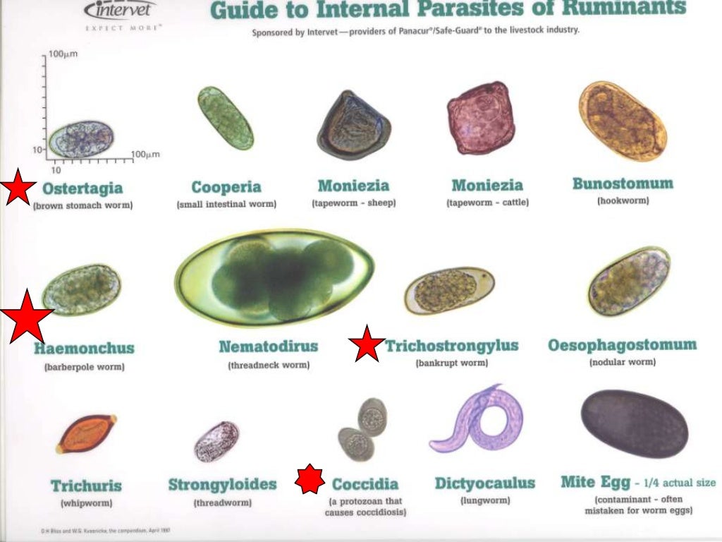 Internal parasite update