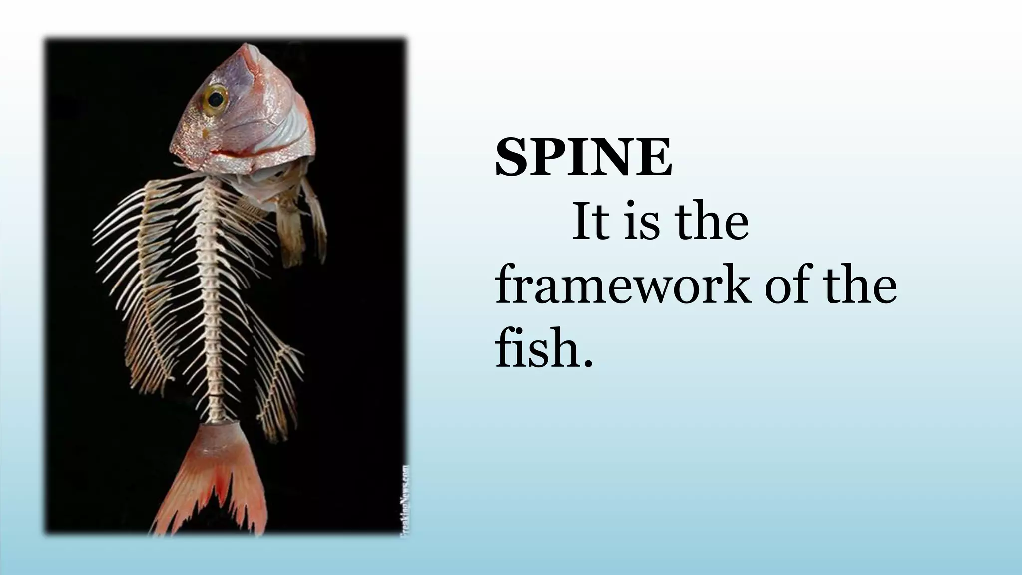 Internal Parts Of A Fish And Their Functions