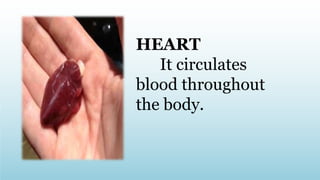 Internal parts of a fish and their functions | PPTX