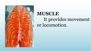 Internal parts of a fish and their functions | PPTX