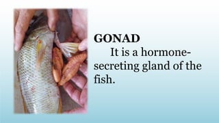 Internal parts of a fish and their functions | PPTX