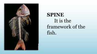Internal parts of a fish and their functions | PPTX