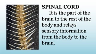 Internal parts of a fish and their functions | PPTX