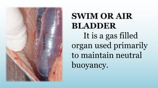 Internal parts of a fish and their functions | PPTX