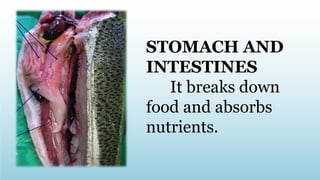 Internal parts of a fish and their functions | PPTX